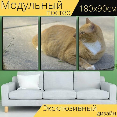 Модульный постер "Кошачий, кошка, домашний питомец" 180 x 90 см. для интерьера