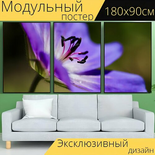 Модульный постер "Герань, фиолетовый, цвести" 180 x 90 см. для интерьера