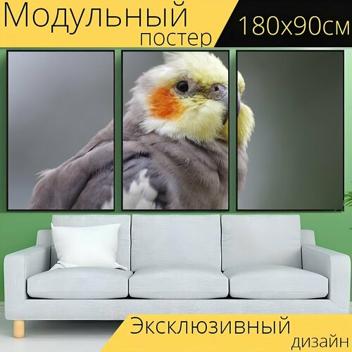 Модульный постер "Корелла, попугай, домашнее животное" 180 x 90 см. для интерьера