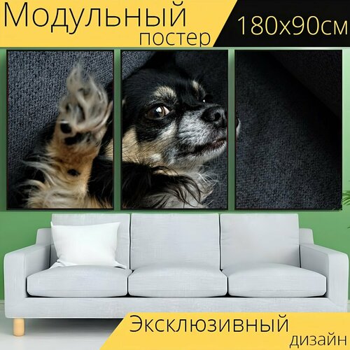 Модульный постер "Маленькая собака, чиуауа, животное" 180 x 90 см. для интерьера