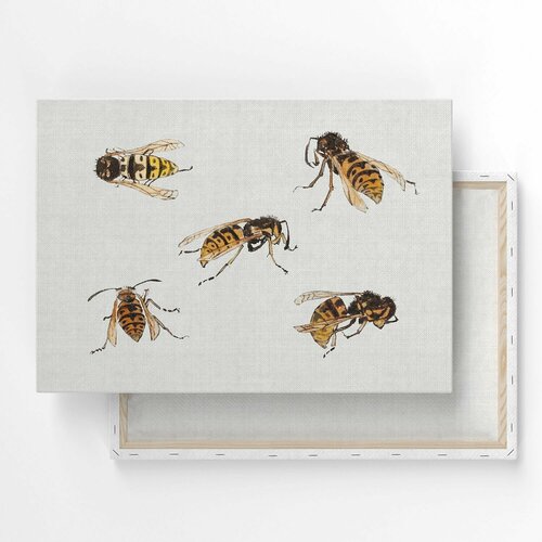 Картина на холсте, репродукция / Джули де Грааг - Studies of wasps / Размер 40 x 53 см