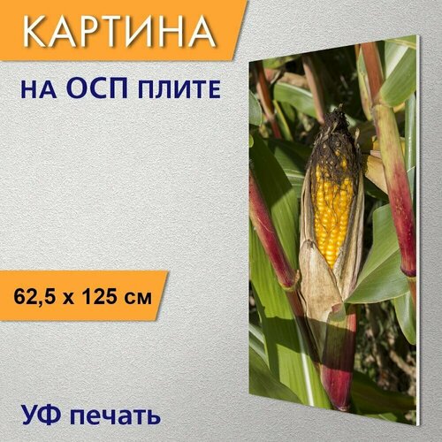 Вертикальная картина на ОСП "Кукуруза, сельское хозяйство, еда" 62x125 см. для интерьериа
