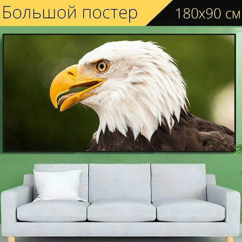 Большой постер "Белоголовый орлан, птица, хищные птицы" 180 x 90 см. для интерьера