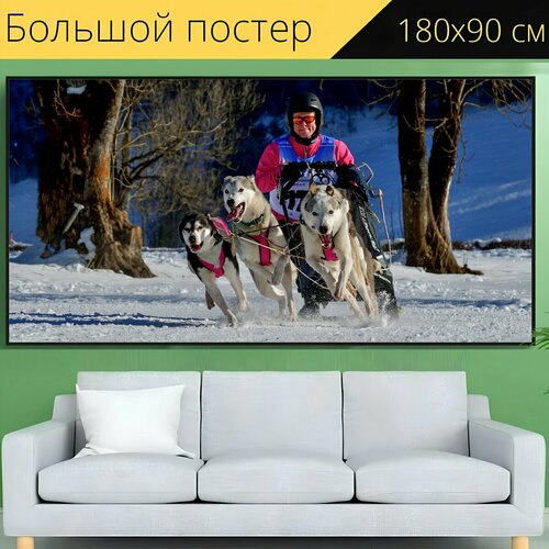 Большой постер "Собачьих упряжках, собака, снег" 180 x 90 см. для интерьера
