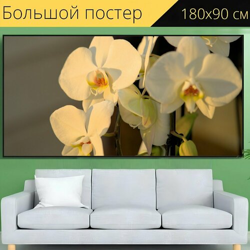 Большой постер "Орхидея, цветок, цвести" 180 x 90 см. для интерьера