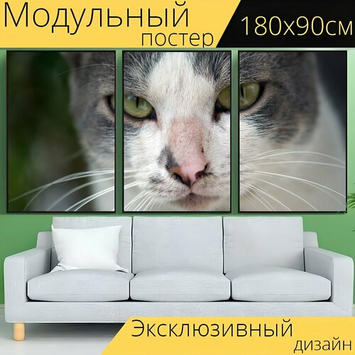 Модульный постер "Голова, кот, почти" 180 x 90 см. для интерьера