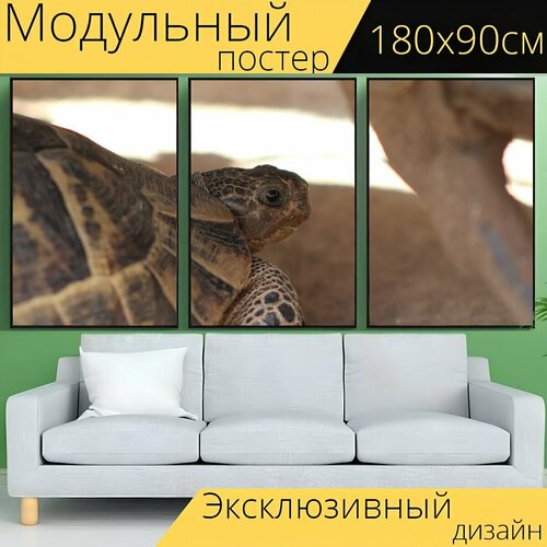 Модульный постер "Черепаха, животное, естественный" 180 x 90 см. для интерьера