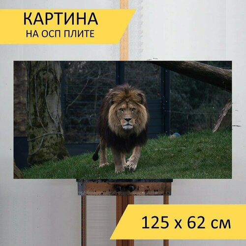 Картина на ОСП 125х62 см. "Лев, зоопарк, зоопарк хайдельберга" горизонтальная, для интерьера, с креплениями