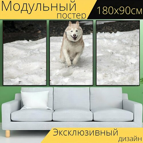 Модульный постер "Хаски, собака, собачий" 180 x 90 см. для интерьера
