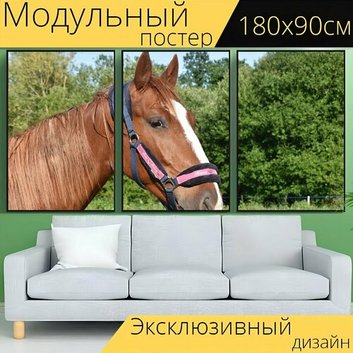 Модульный постер "Лошадь, молодая лошадь, портрет" 180 x 90 см. для интерьера