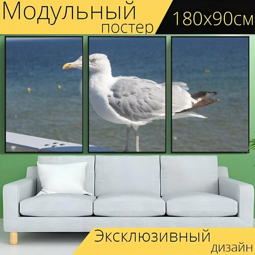 Модульный постер "Серебристой чайки, птица, сидя" 180 x 90 см. для интерьера