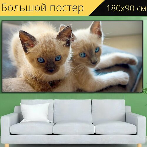 Большой постер "Кошки, сиамские кошки, котята" 180 x 90 см. для интерьера