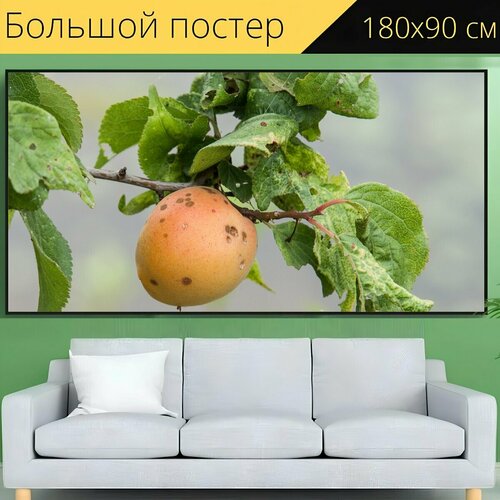 Большой постер "Плоды абрикоса, еда, есть" 180 x 90 см. для интерьера