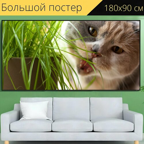 Большой постер "Кот, трава, британская короткошерстная кошка" 180 x 90 см. для интерьера