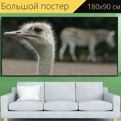 Большой постер "Птица страус, животное, зоопарк" 180 x 90 см. для интерьера