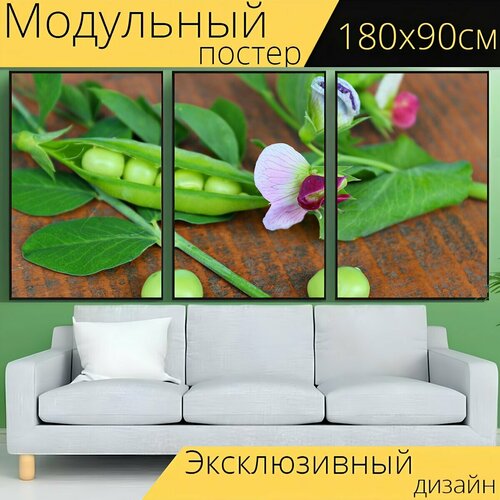 Модульный постер "Горох, стручок, зеленый" 180 x 90 см. для интерьера