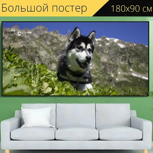 Большой постер "Хаски, собака, домашний питомец" 180 x 90 см. для интерьера