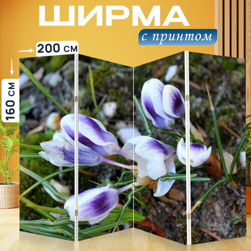 Ширма перегородка с принтом "Крокусы, весенние цветы, апреля" на холсте - 200x160 см. для зонирования, раскладная