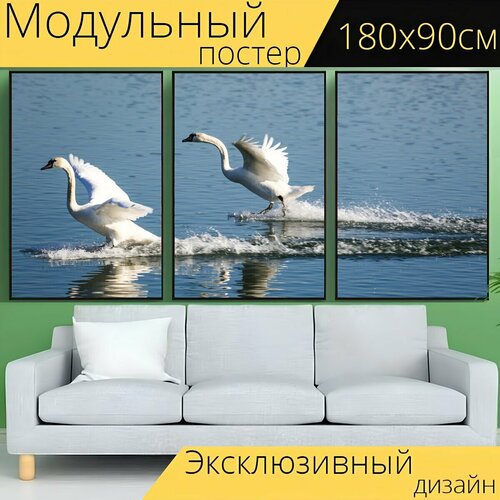 Модульный постер "Лебеди, земля, вода" 180 x 90 см. для интерьера