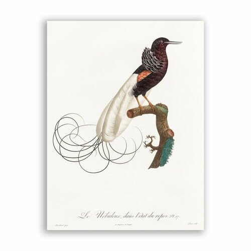 Картина на холсте, репродукция / Des Oiseaux de Paradis / Размер 40 x 53 см