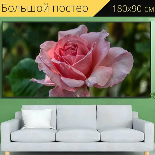 Большой постер "Роза, цветет, благородный" 180 x 90 см. для интерьера