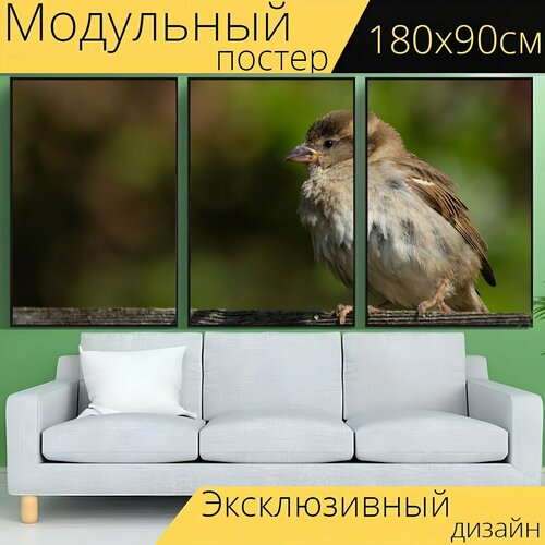 Модульный постер "Воробей, садовая птица, милый" 180 x 90 см. для интерьера
