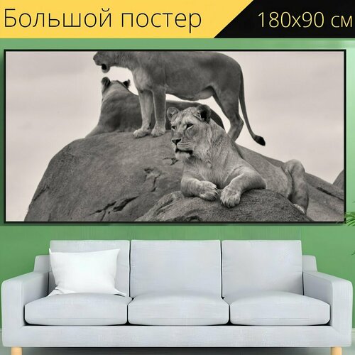 Большой постер "Львы, зоопарк, эммен" 180 x 90 см. для интерьера