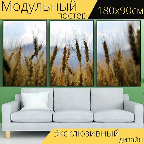 Модульный постер "Пшеница, поле, поле пшеницы" 180 x 90 см. для интерьера