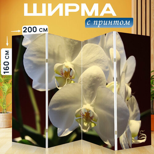 Ширма перегородка с принтом "Орхидея, фаленопсис, тропический" на холсте - 200x160 см. для зонирования, раскладная