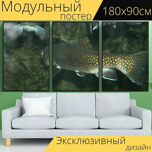 Модульный постер "Форель, рыбы, аквариум" 180 x 90 см. для интерьера