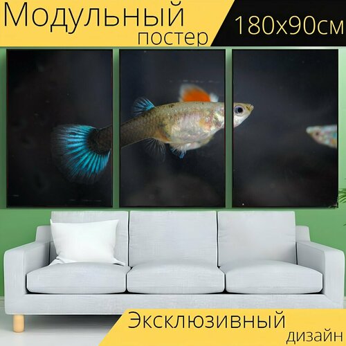 Модульный постер "Рыба, тропическая рыба, тупой" 180 x 90 см. для интерьера