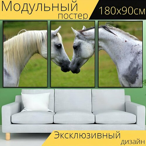 Модульный постер "Аравийцы, лошади, непарнокопытных" 180 x 90 см. для интерьера