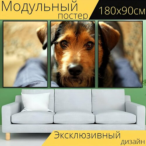 Модульный постер "Животные, домашняя собака, милый" 180 x 90 см. для интерьера