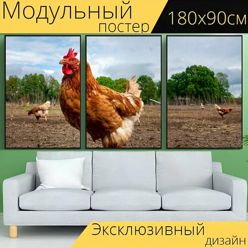 Модульный постер "Курица, домашняя птица, ферма" 180 x 90 см. для интерьера
