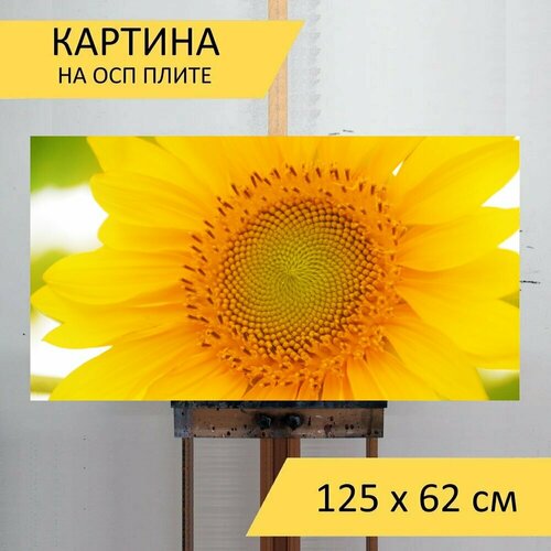 Картина на ОСП 125х62 см. "Подсолнечник, цветок, солнце" горизонтальная, для интерьера, с креплениями