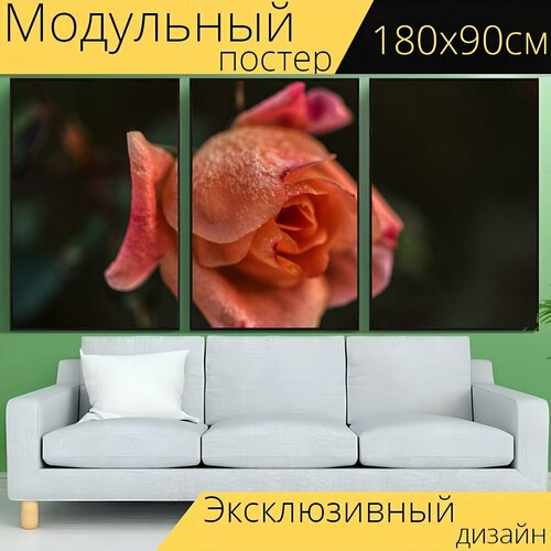 Модульный постер "Роза, цветок, зимняя роза" 180 x 90 см. для интерьера