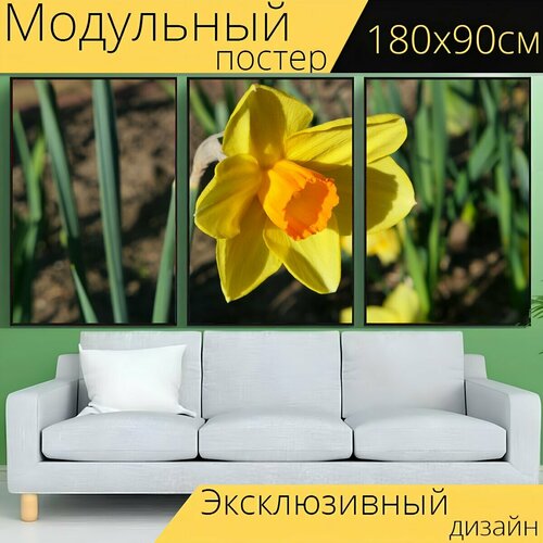 Модульный постер "Нарцисс, цветок, весна" 180 x 90 см. для интерьера