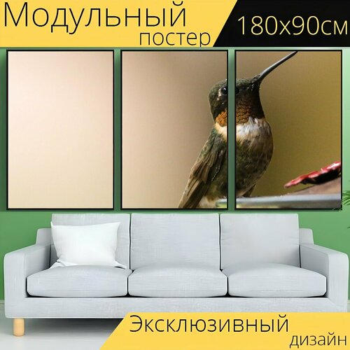 Модульный постер "Колибри, птица, птичий" 180 x 90 см. для интерьера