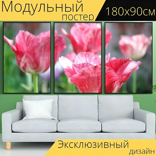 Модульный постер "Тюльпан, цветок, розовый" 180 x 90 см. для интерьера