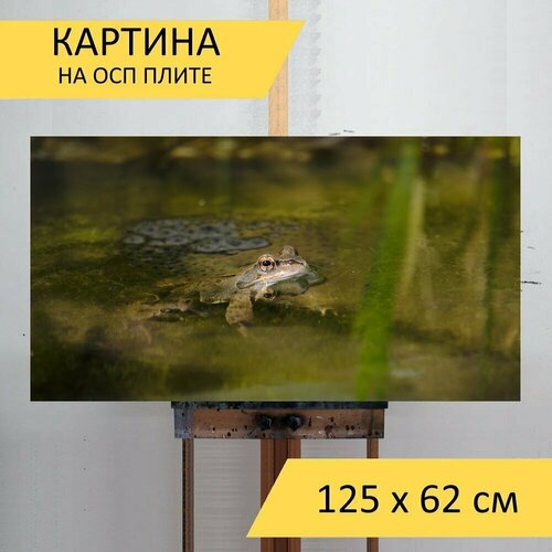 Картина на ОСП 125х62 см. "Лягушка, амфибия, пруд" горизонтальная, для интерьера, с креплениями