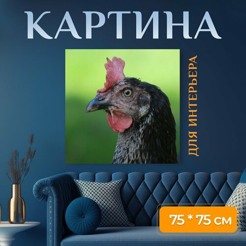 Картина на холсте "Курица, перья, птица" на подрамнике 75х75 см. для интерьера