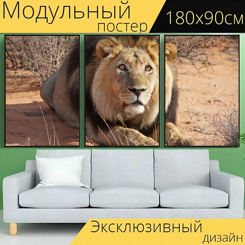 Модульный постер "Лев, животное, сафари" 180 x 90 см. для интерьера