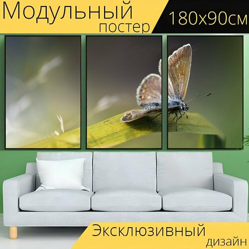 Модульный постер "Бабочка, насекомое, трава" 180 x 90 см. для интерьера
