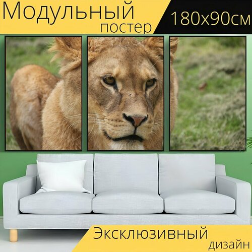 Модульный постер "Львица, лев, животное" 180 x 90 см. для интерьера