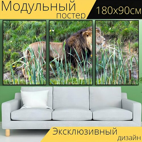 Модульный постер "Лев, зоопарк, африке" 180 x 90 см. для интерьера