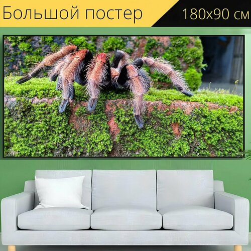 Большой постер "Тарантул, паук, животное" 180 x 90 см. для интерьера