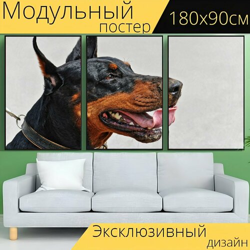 Модульный постер "Доберман, собака, дикая природа" 180 x 90 см. для интерьера