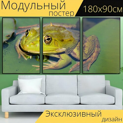 Модульный постер "Лягушка, амфибия, глаза" 180 x 90 см. для интерьера