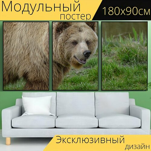 Модульный постер "Европейский бурый медведь, бурый медведь, заповедник" 180 x 90 см. для интерьера