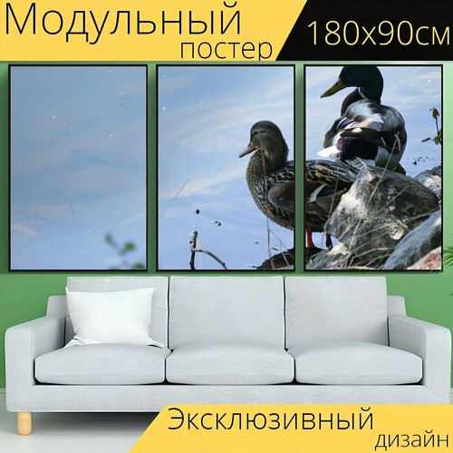 Модульный постер "Утки, птицы, вода" 180 x 90 см. для интерьера